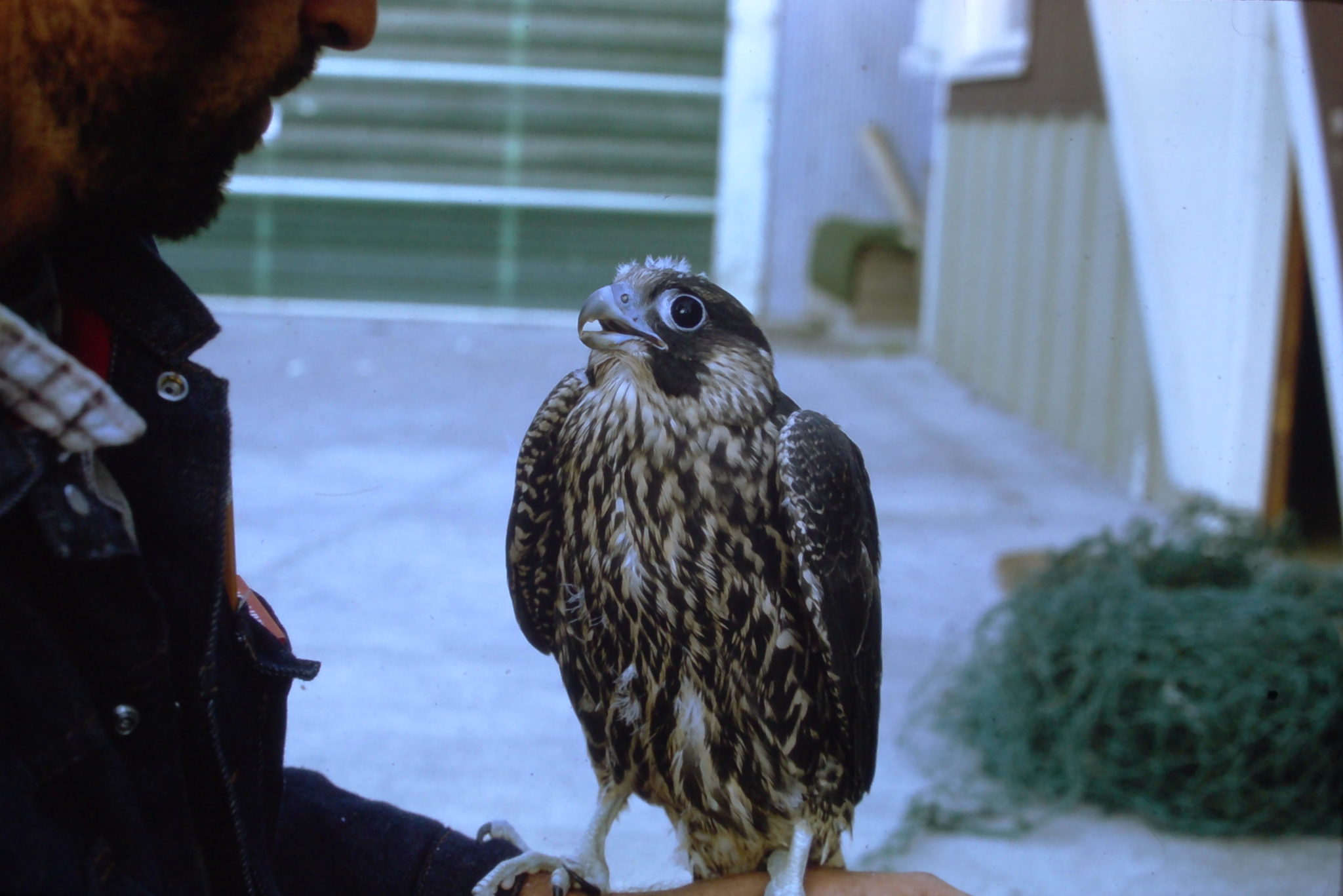 FORESTER ISLAND ADVENTURE | Inspirational Travel Adventures