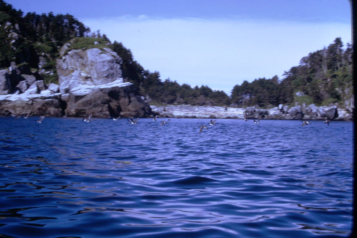 FORESTER ISLAND ADVENTURE | Inspirational Travel Adventures