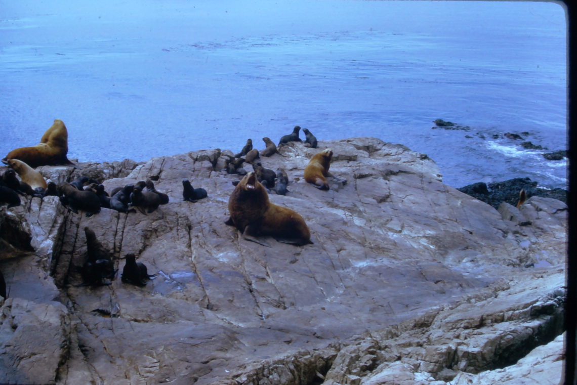 FORESTER ISLAND ADVENTURE | Inspirational Travel Adventures