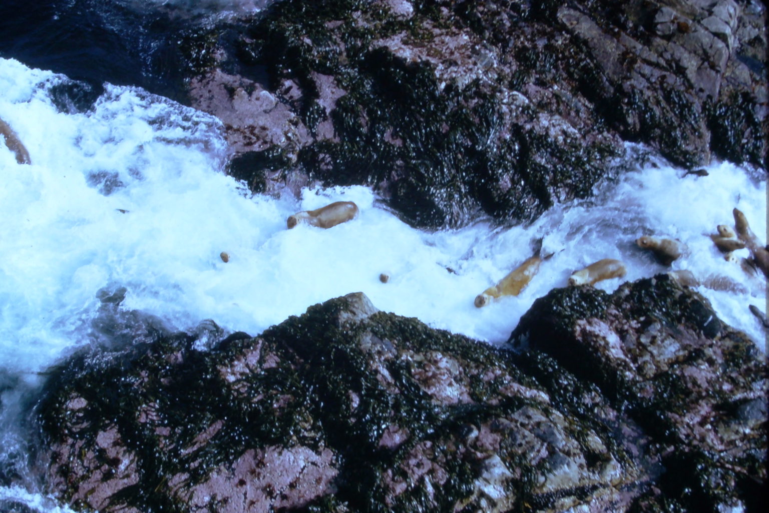 FORESTER ISLAND ADVENTURE | Inspirational Travel Adventures