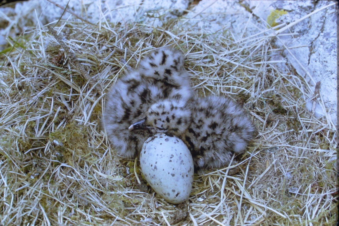 FORESTER ISLAND ADVENTURE | Inspirational Travel Adventures