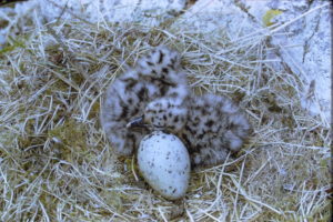 FORESTER ISLAND ADVENTURE | Inspirational Travel Adventures