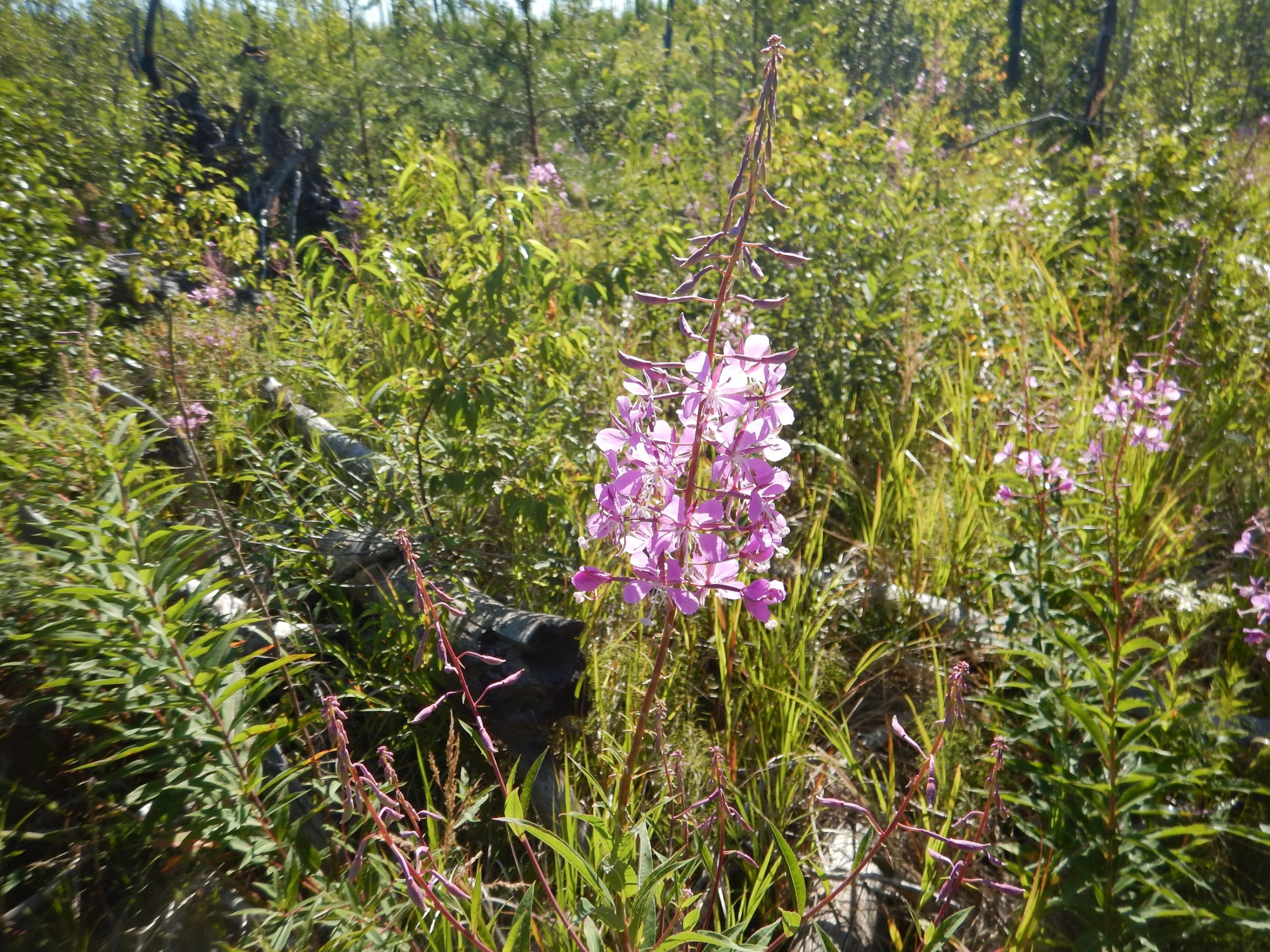 BWCA – A PERILOUS WILDERNESS ADVENTURE : (Part 1 of 3 part series)