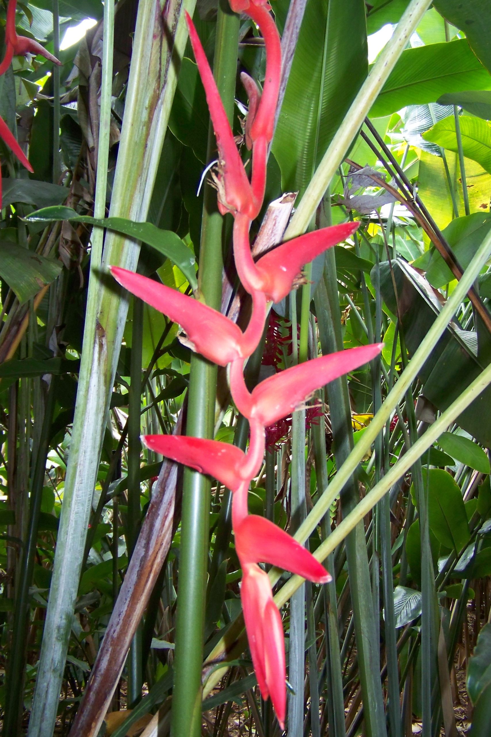 EXPLORE KAUAI, HAWAII | Inspirational Travel Adventures