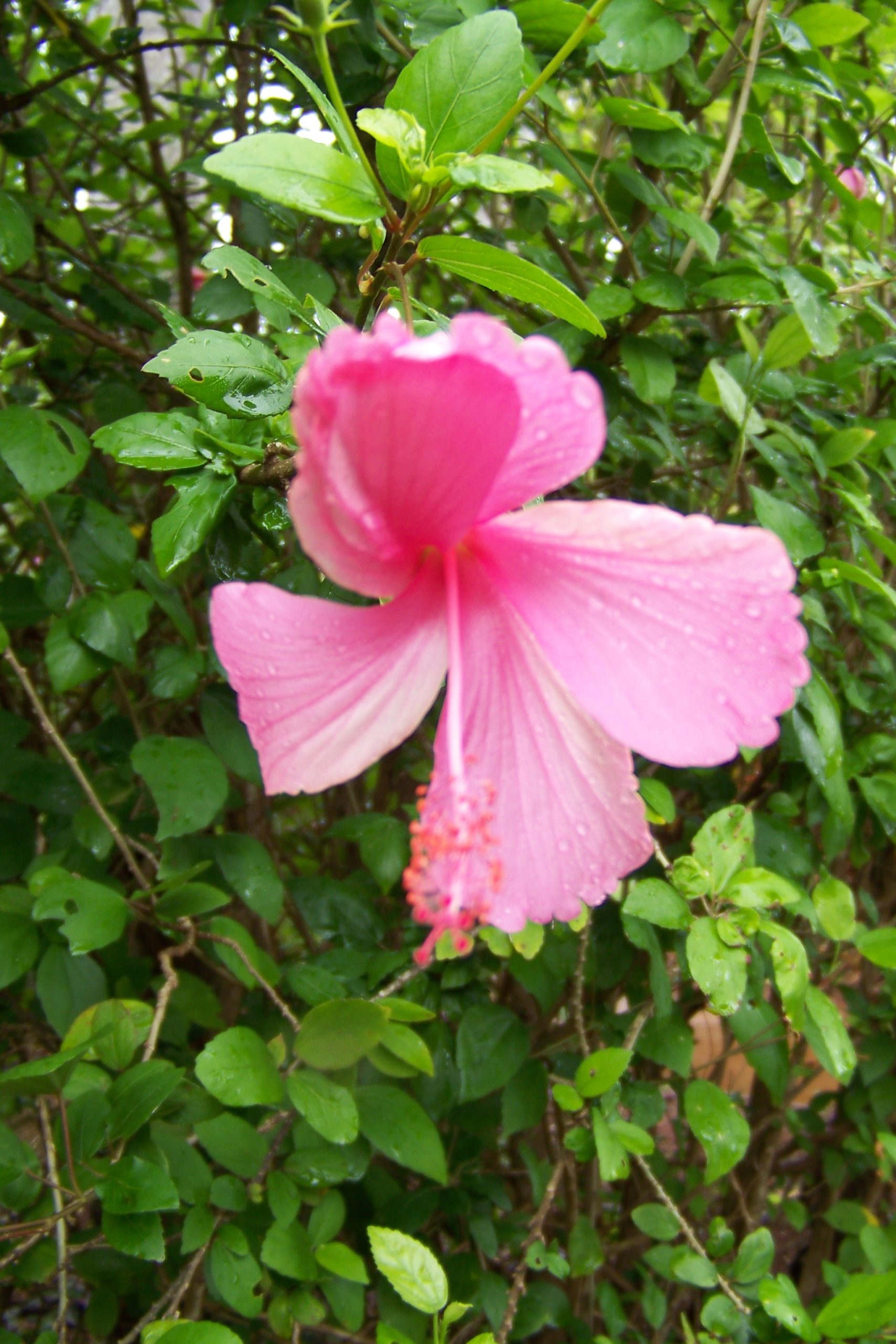 EXPLORE KAUAI, HAWAII | Inspirational Travel Adventures