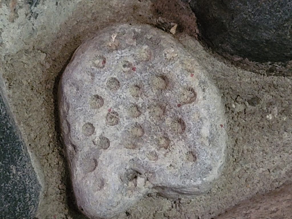 PETOSKEY STONES