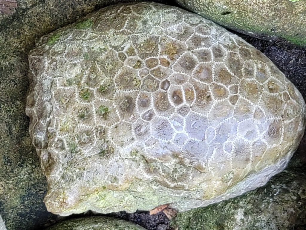 PETOSKEY STONES